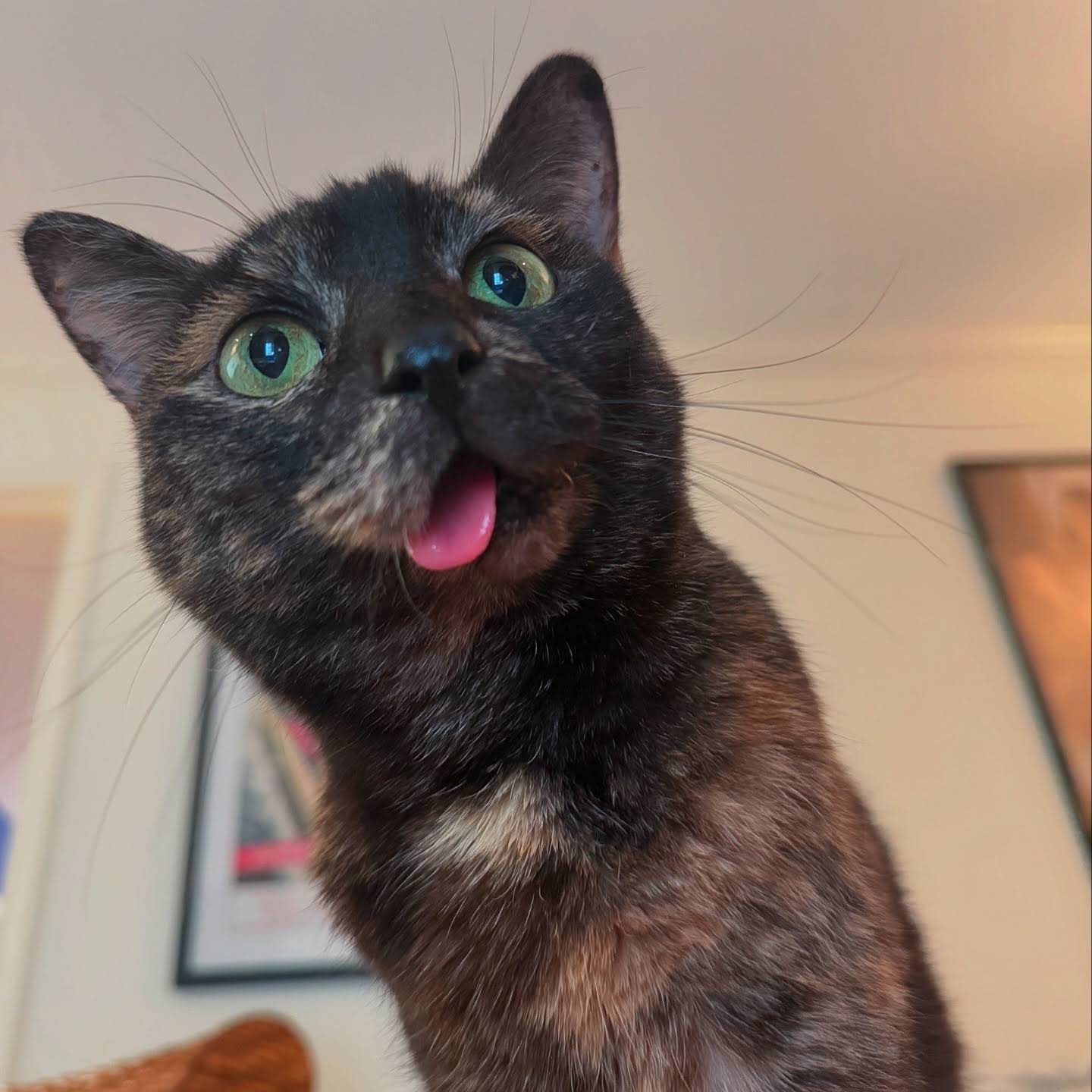 Post from Mauren | Cat Lady Tails