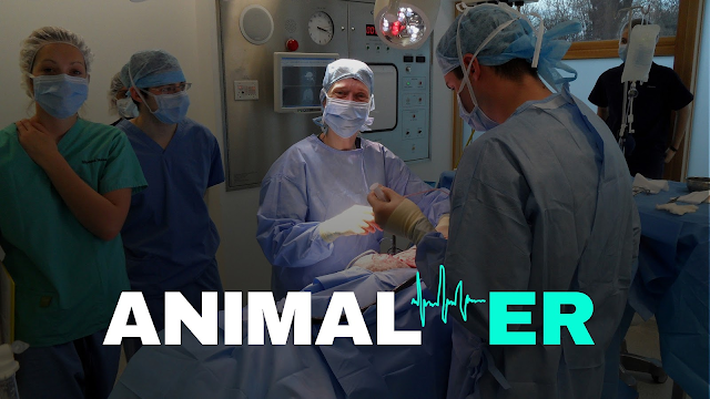 Watch Animal ER online | YouTube TV (Free Trial)