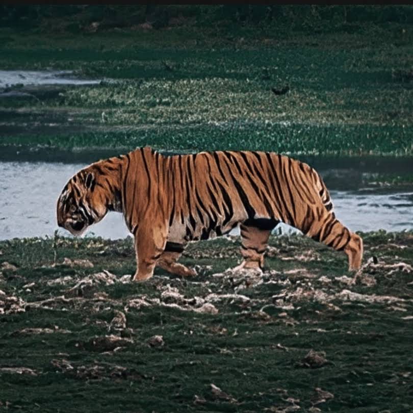 Post from Tiger Drop