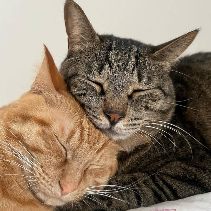 Post from Cuty Kitty