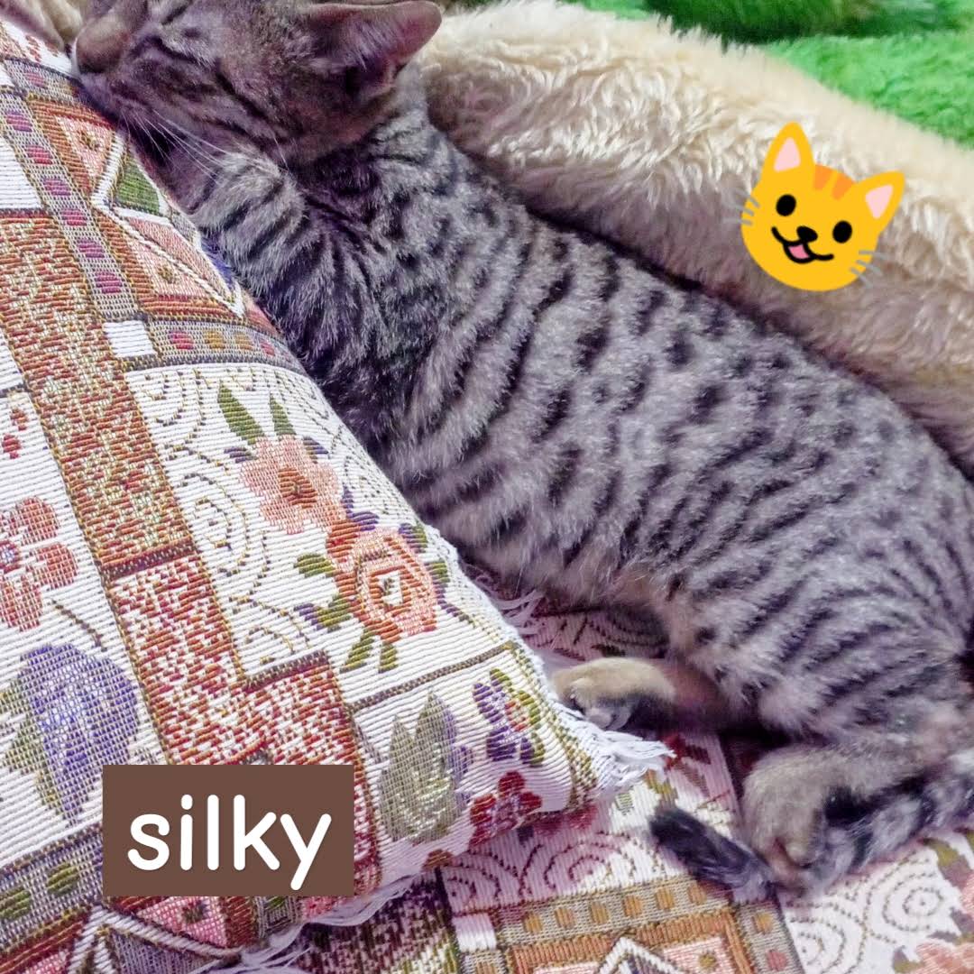 Post from my cat twinkle