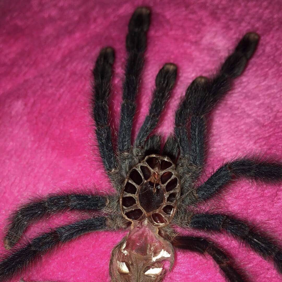 Post from Exotics Lair