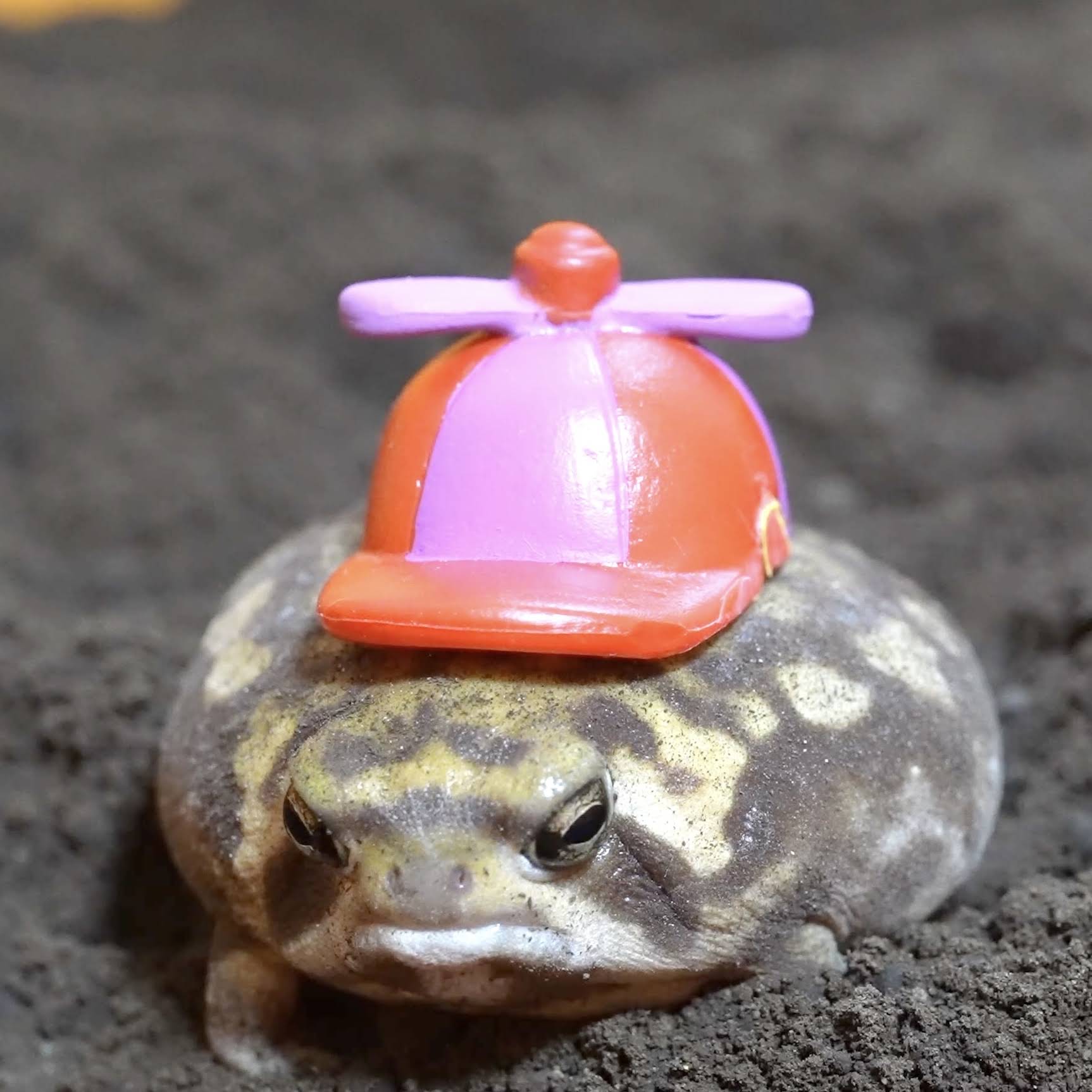 Post from Frog Pamper Moony Plus