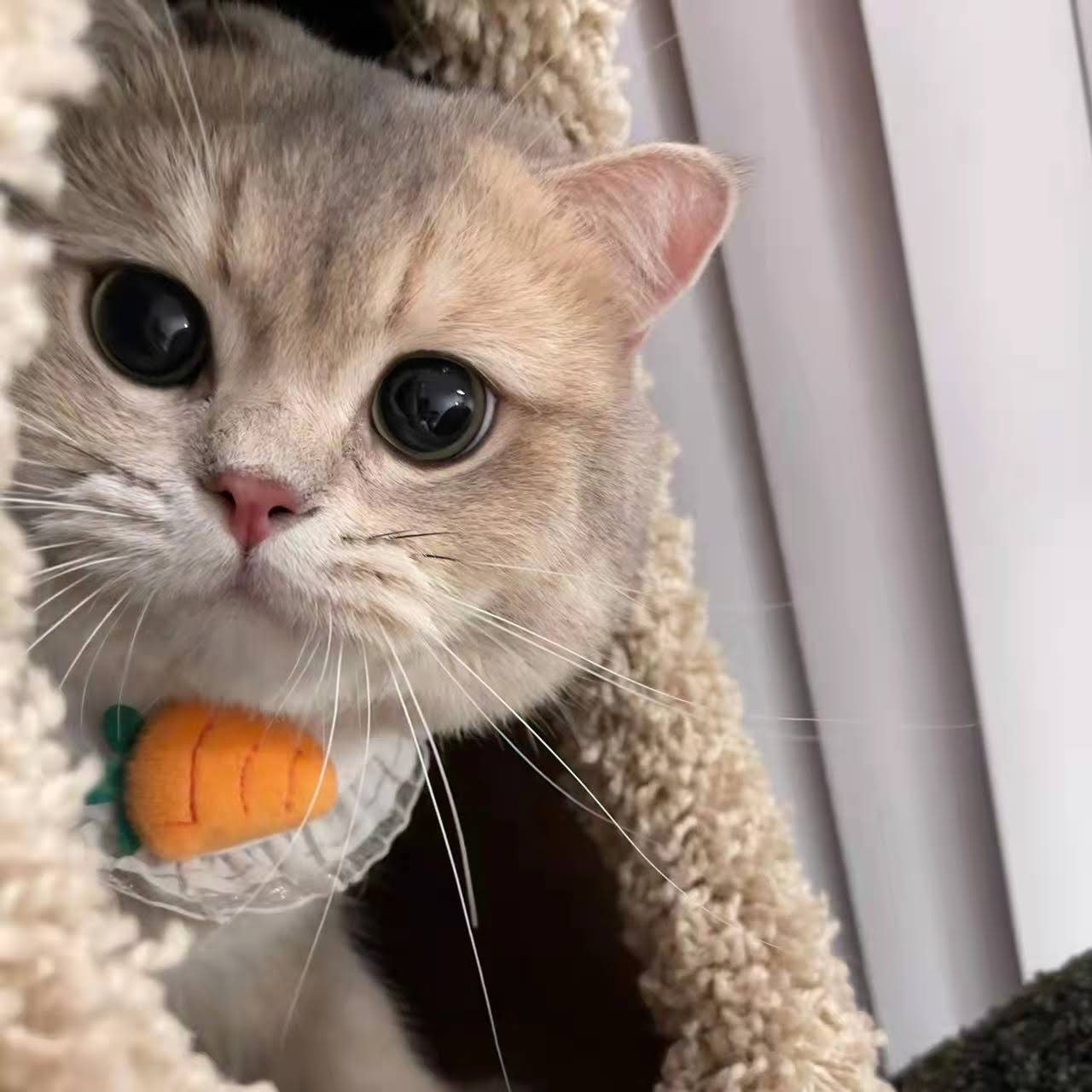 Post from meow__cash