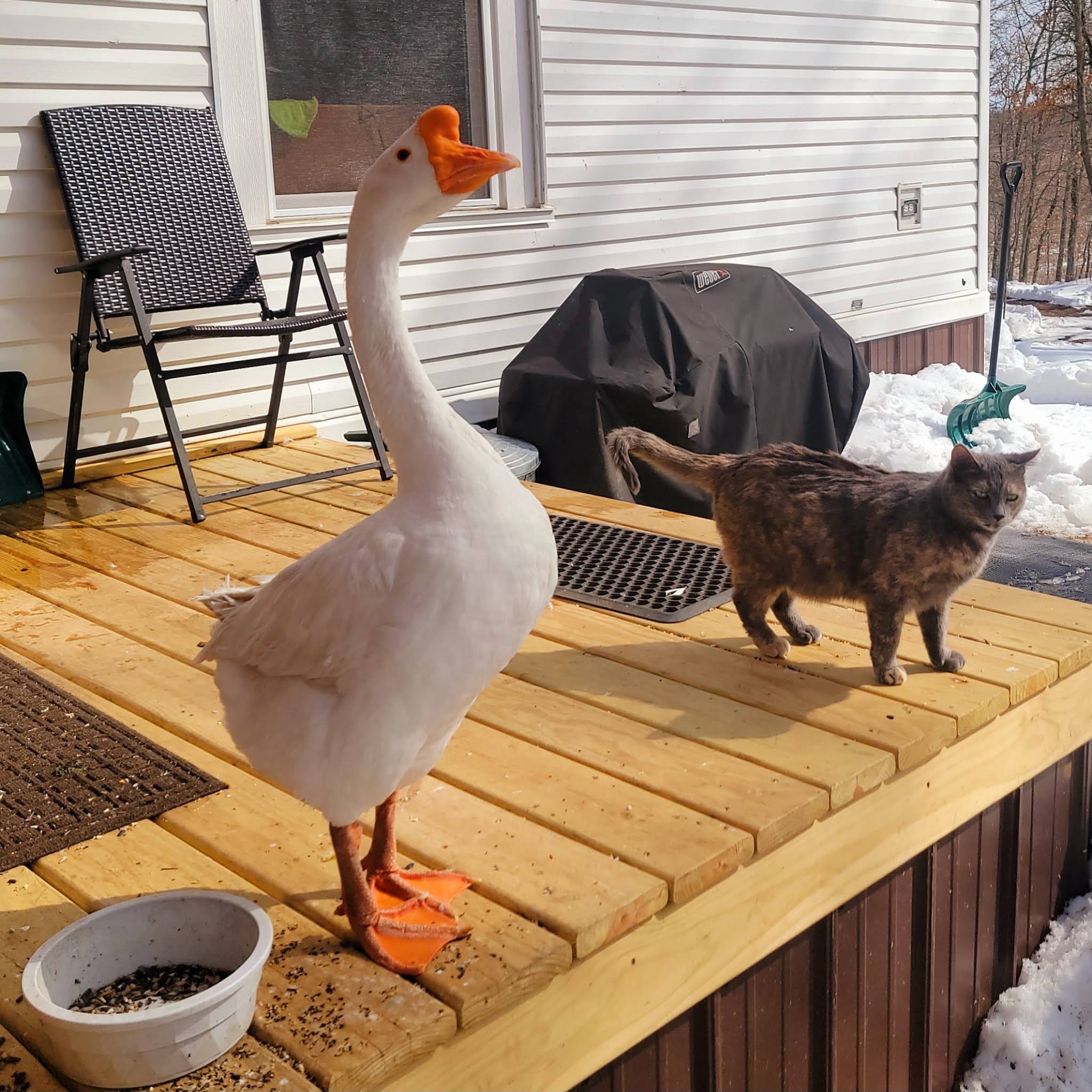 Post from George's Happy Goose family