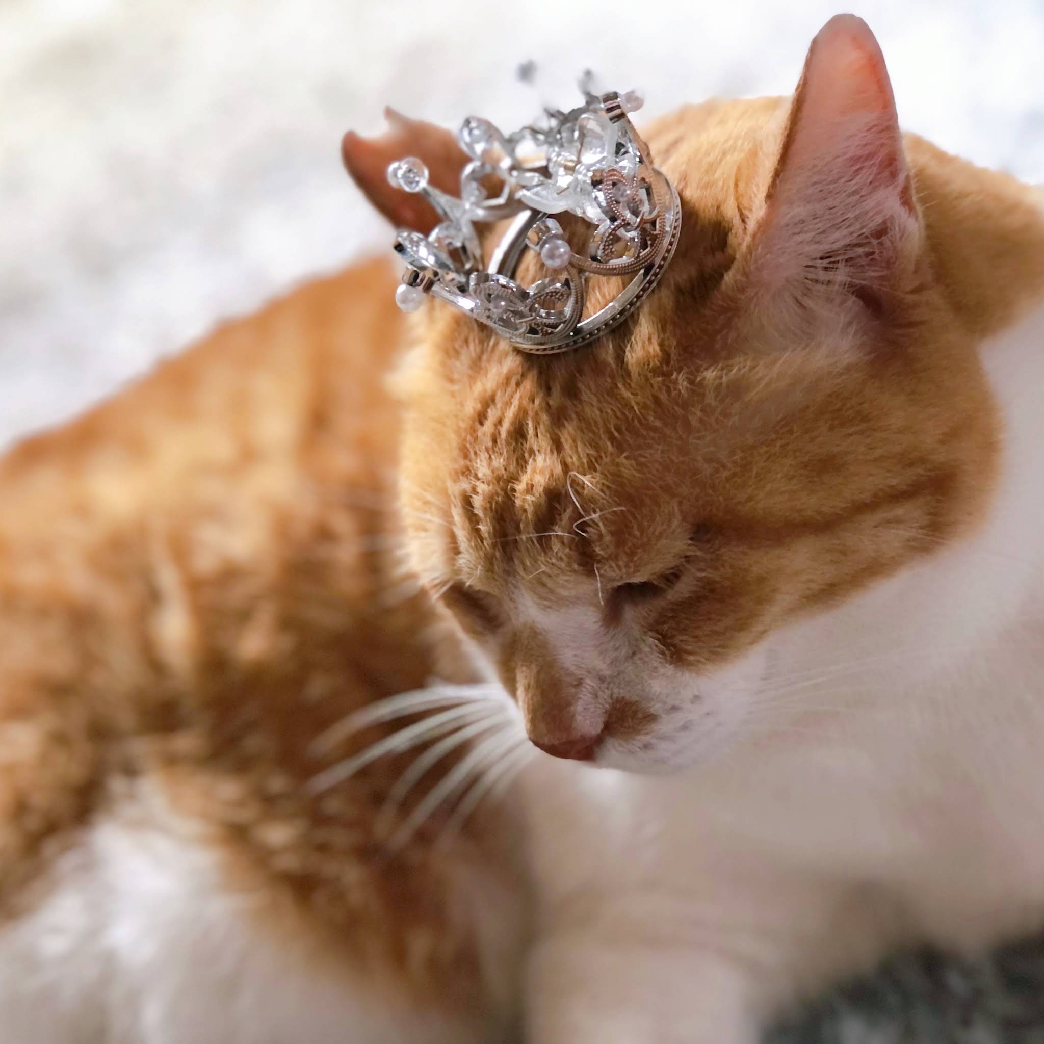 Post from How Chacha, a homeless cat ＆Rme