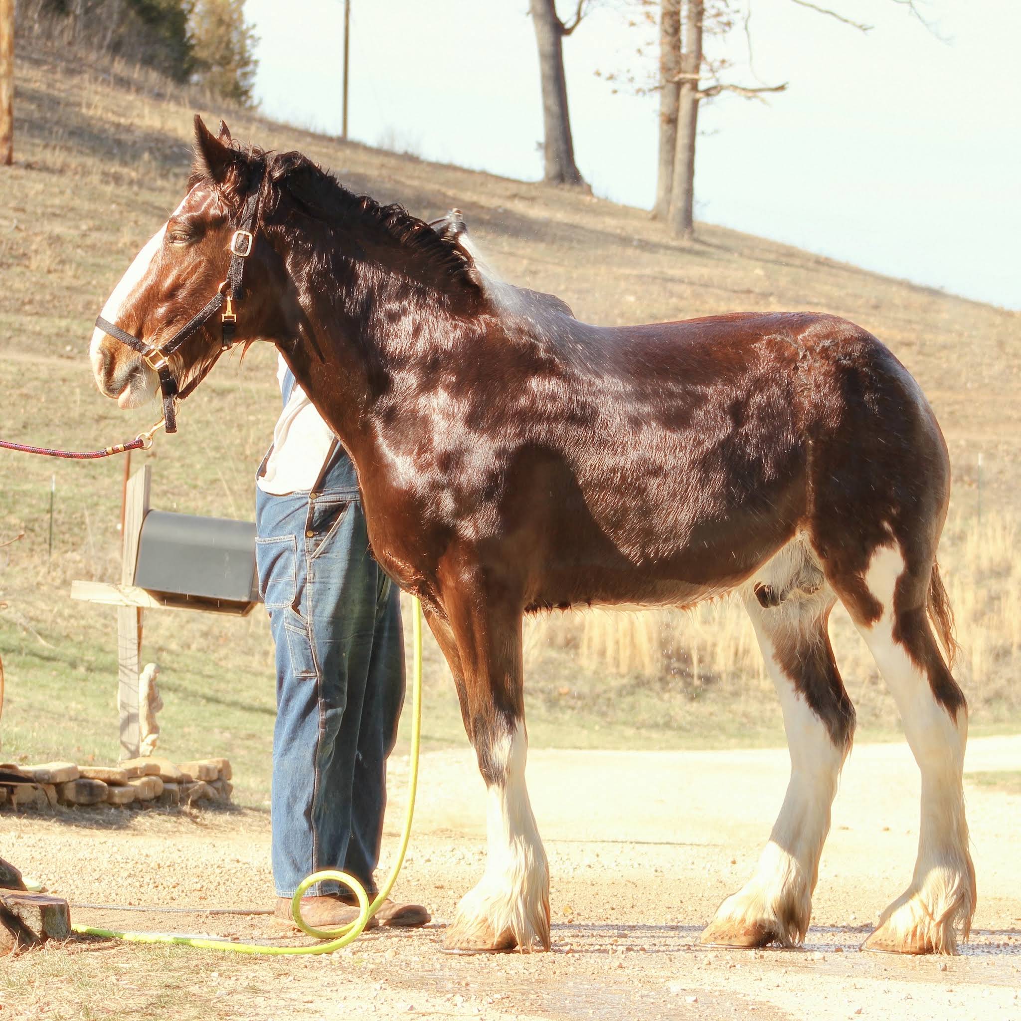 Post from Homestead Horsemanship