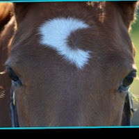 Poll from Keeper the One-Eyed Wonder