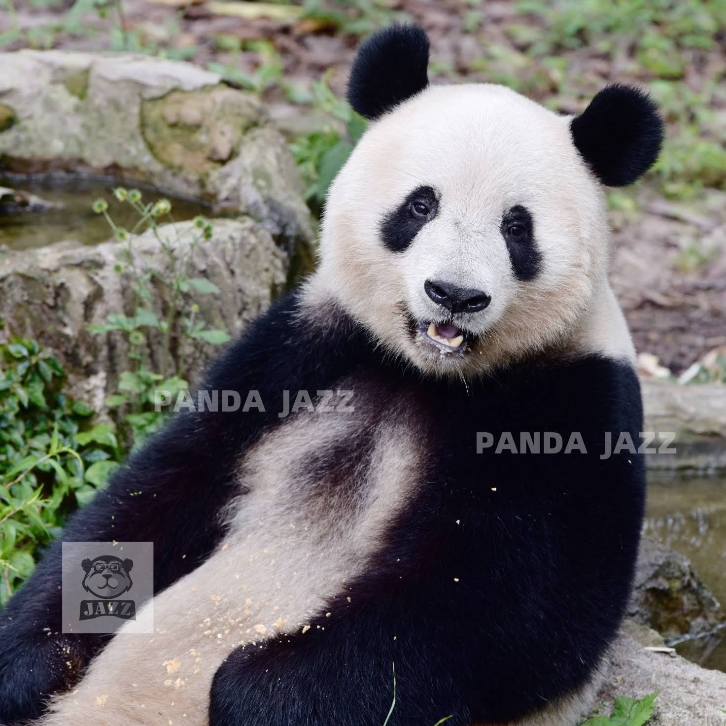 Post from PANDA JAZZ