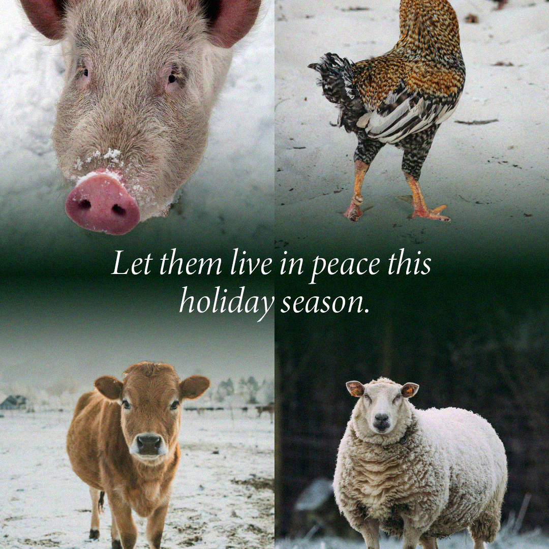 Post from PETA (People for the Ethical Treatment of Animals)