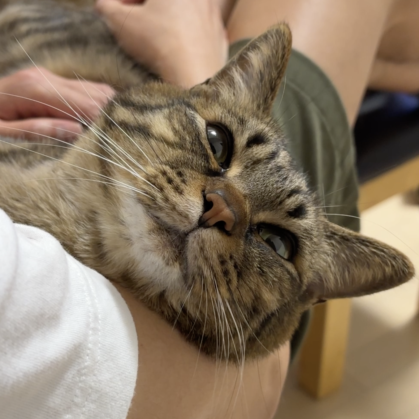 Post from Samoji & Hotane 's Daily Life