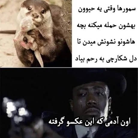 Post from Persian Shorts