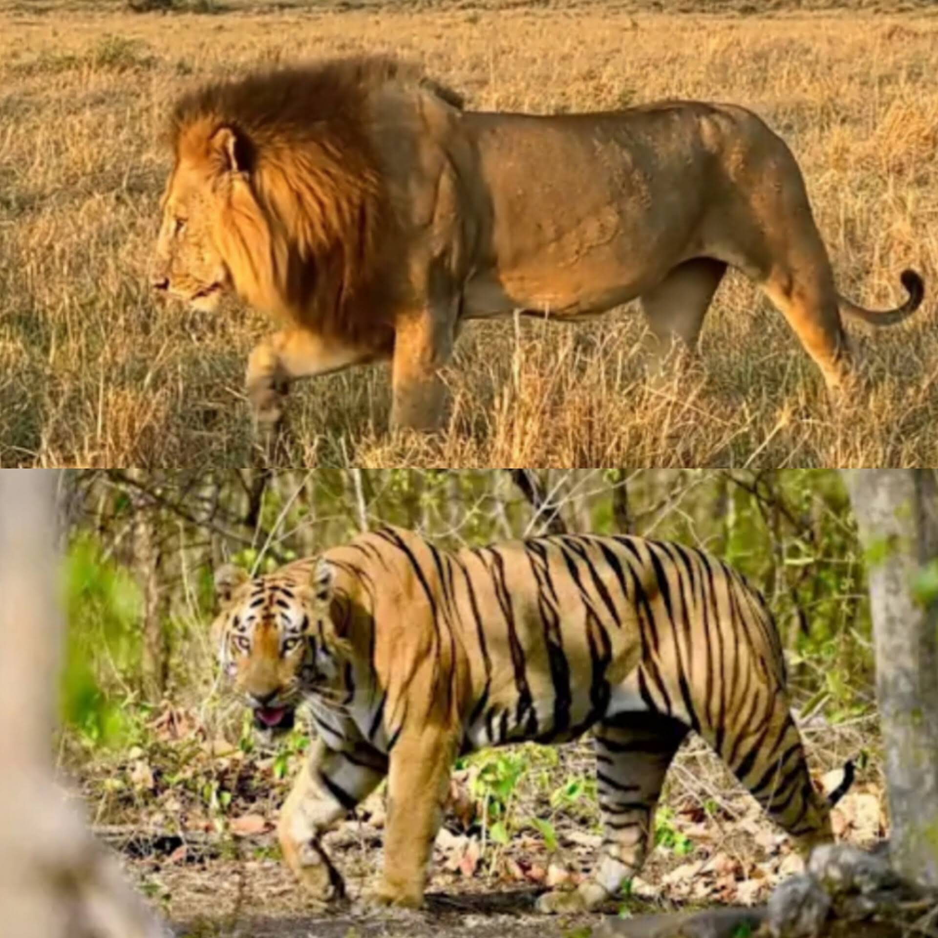 Post from SUPER LION