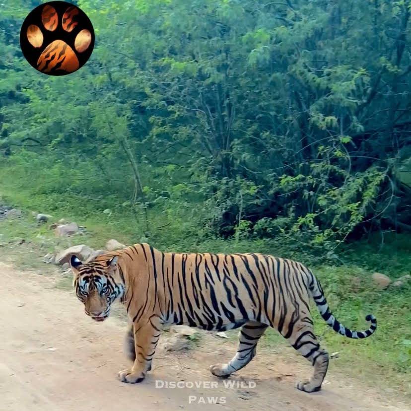 Post from Discover Wild Paws