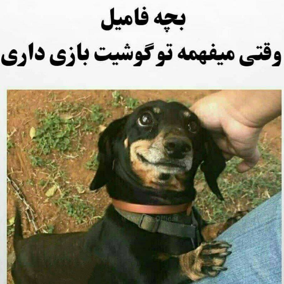 Post from Persian Shorts