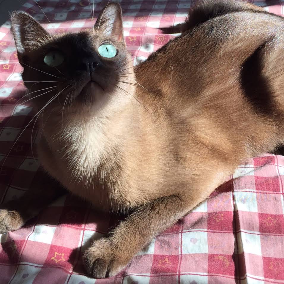 Post from myCAT-titude