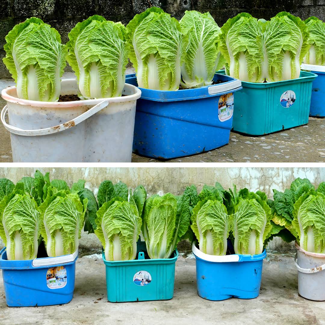 Post from TEO Garden