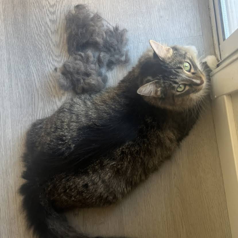 Post from Xia Capretta