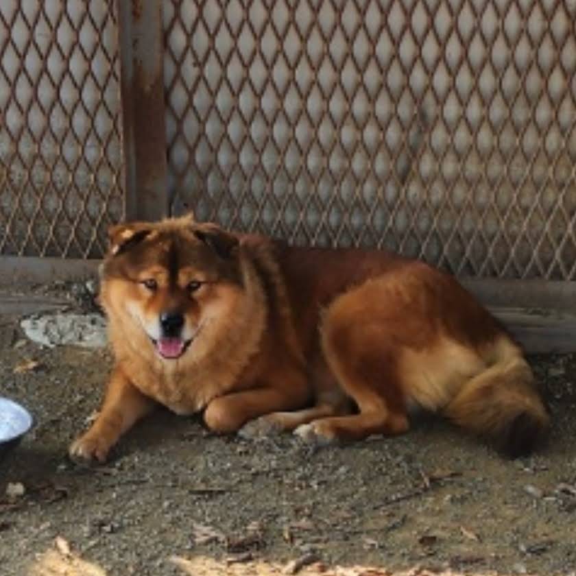 Post from Korea Native Jindo Dog Preservation Association