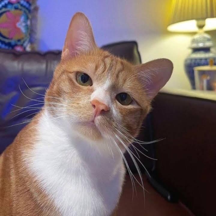 Post from Cuty Kitty