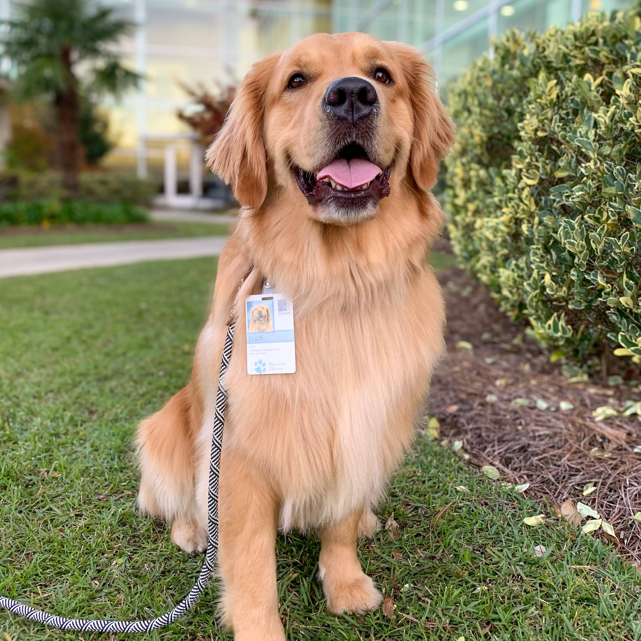 Post from Ellie Golden Life