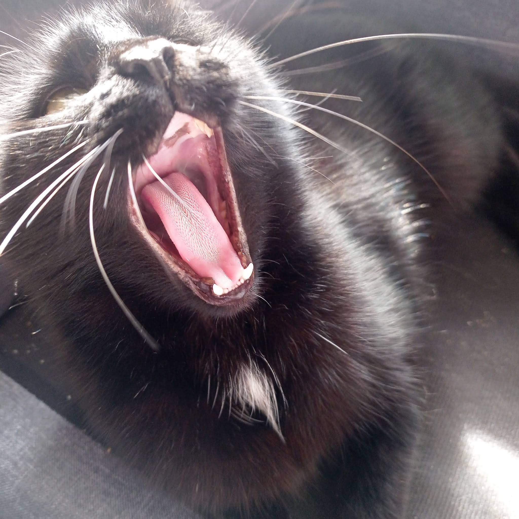 Post from Figaro and Barry Cat