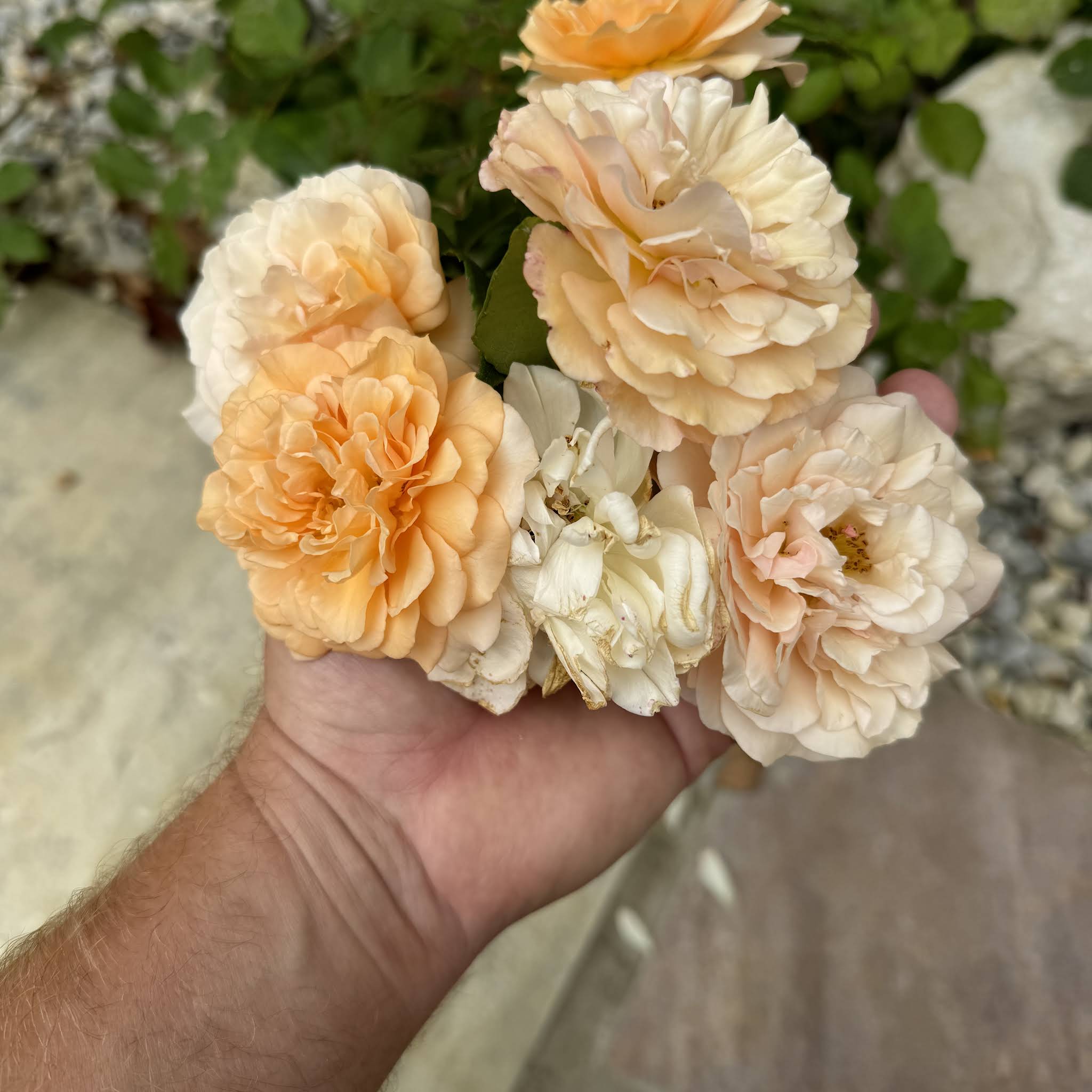 Post from Ben Hamilton Anderson,Rose Expert / Plant Reveiwer