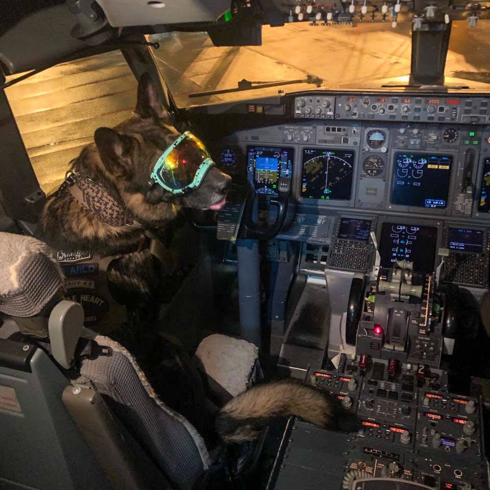 Post from K9 Arlo