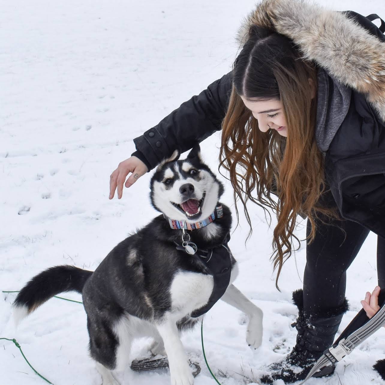 Post from Maya Husky