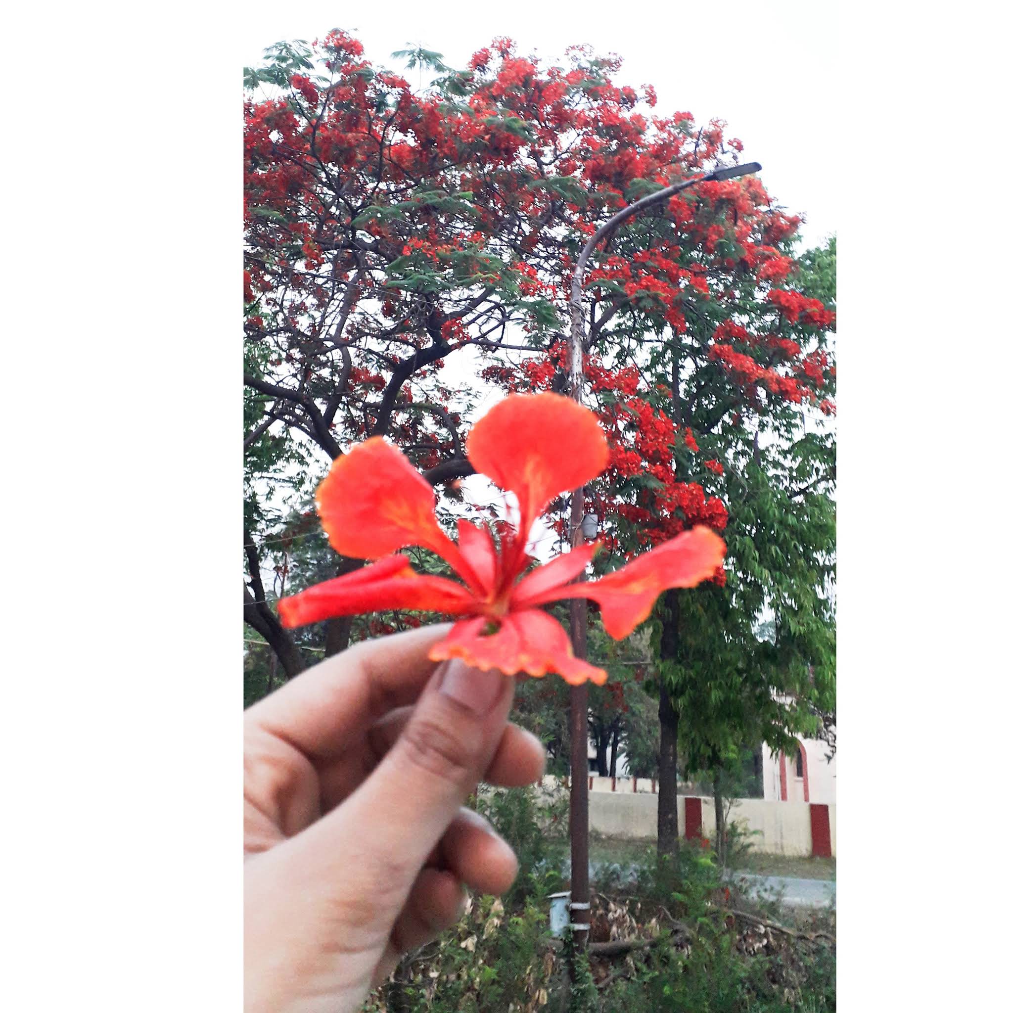 Post from Roshni Singh Kaul
