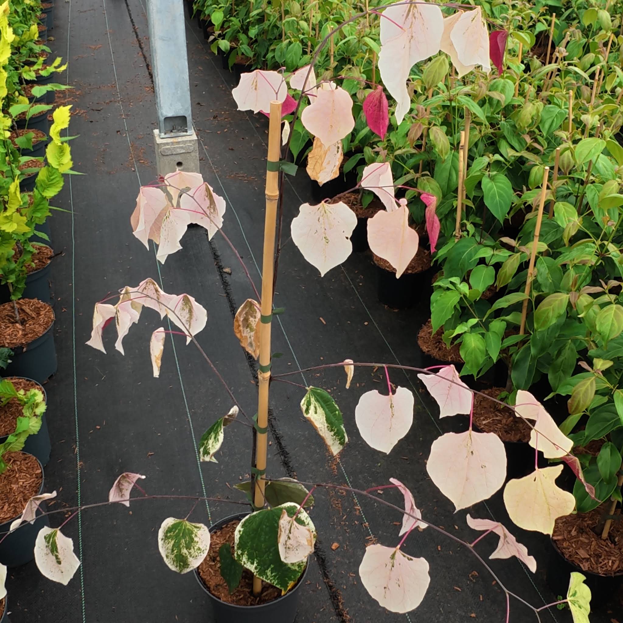 Post from 조경마루 MARU PLANTS