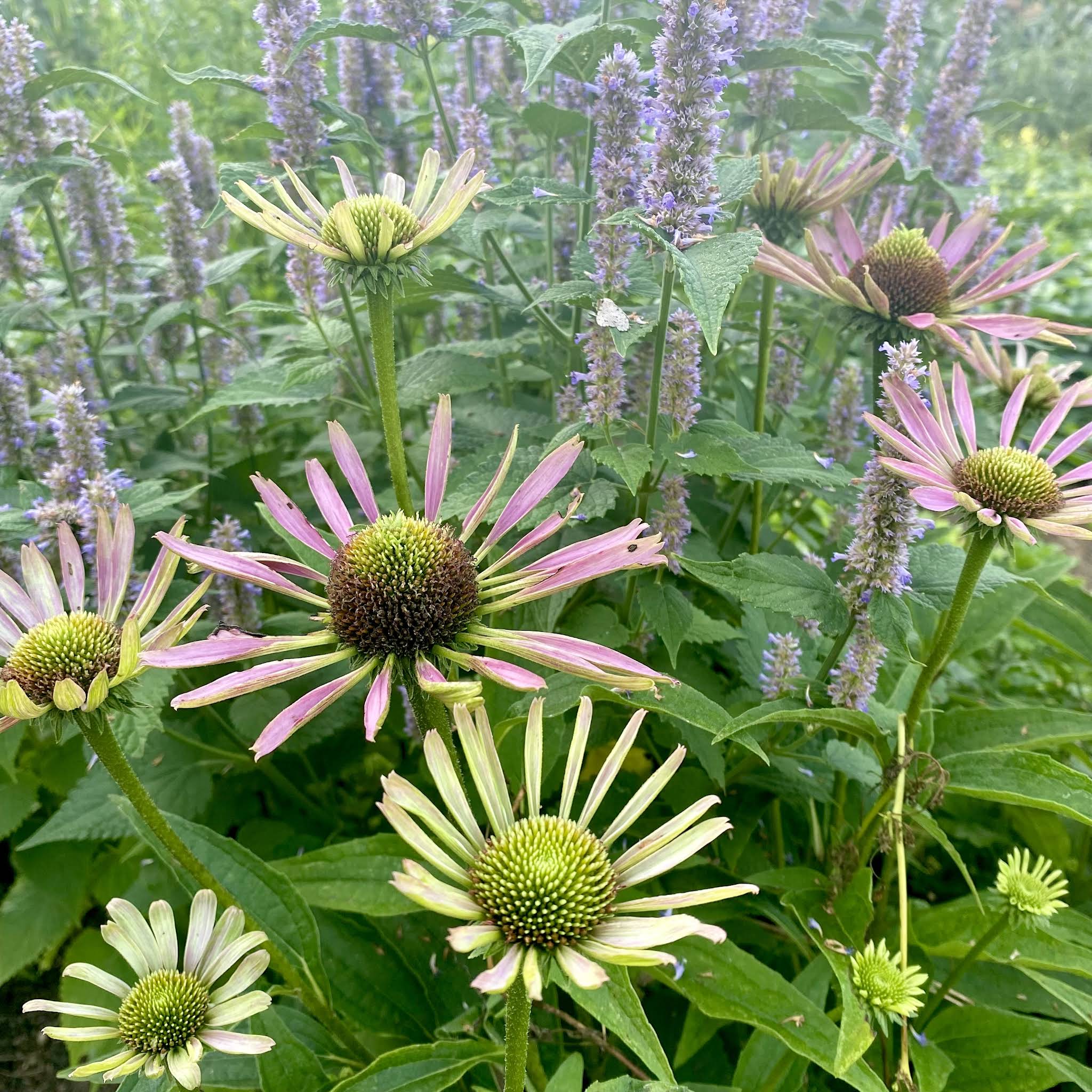 Post from Kaye Kittrell Late Bloomer