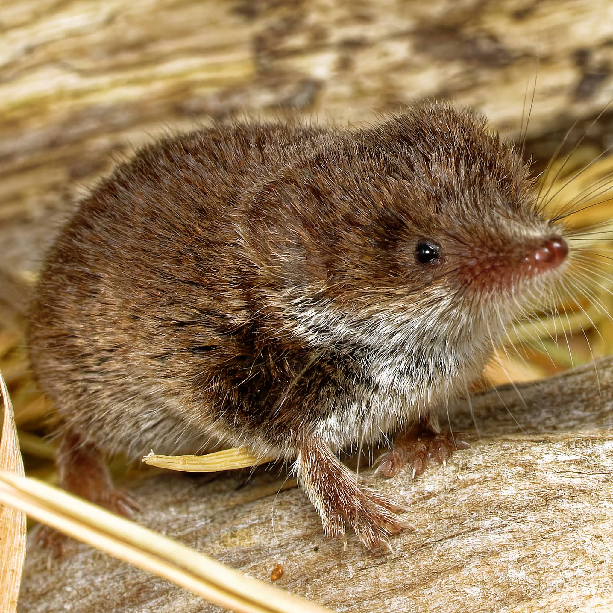 Post from Shrew Mouse Club
