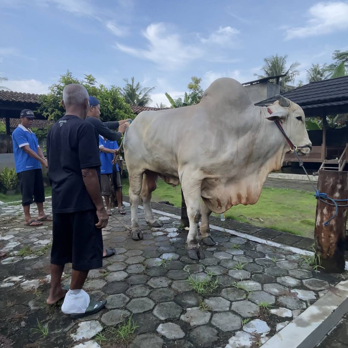 Post from Setia Farm