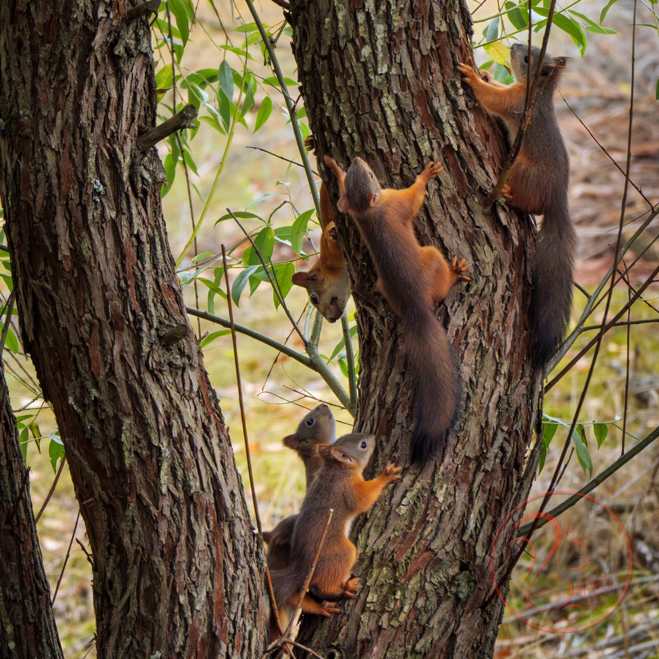 Post from Red Squirrel Studios