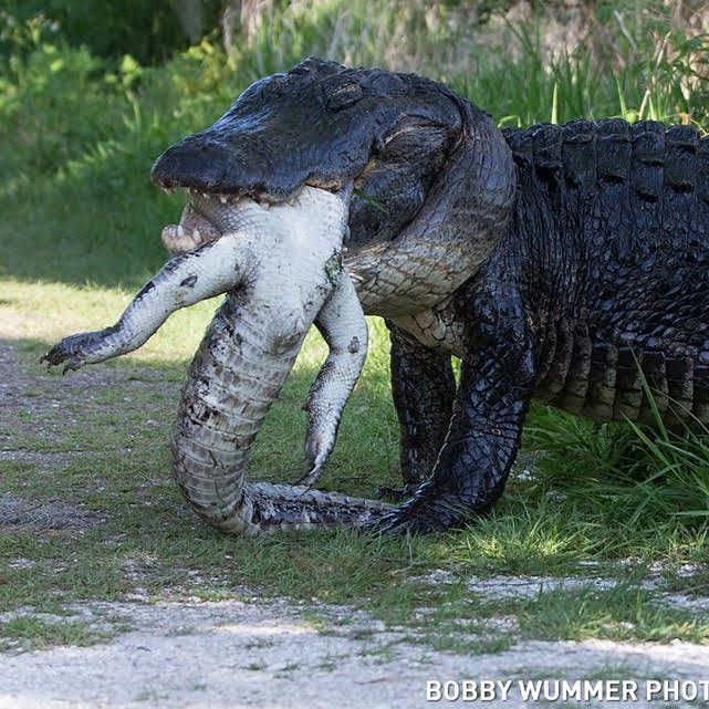 Post from Alligator Dundee