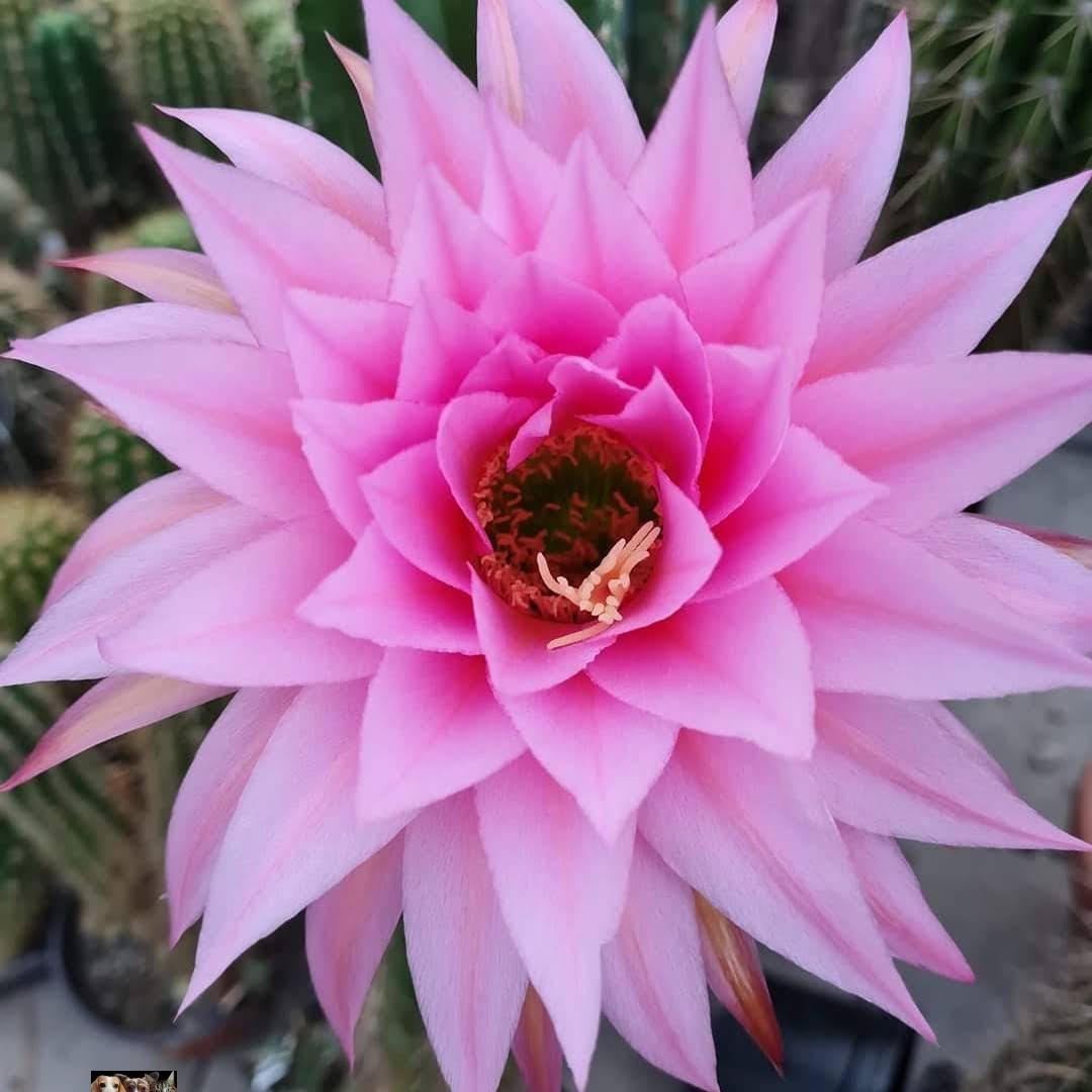 Post from Cactus Jerk (Patrick Noll)
