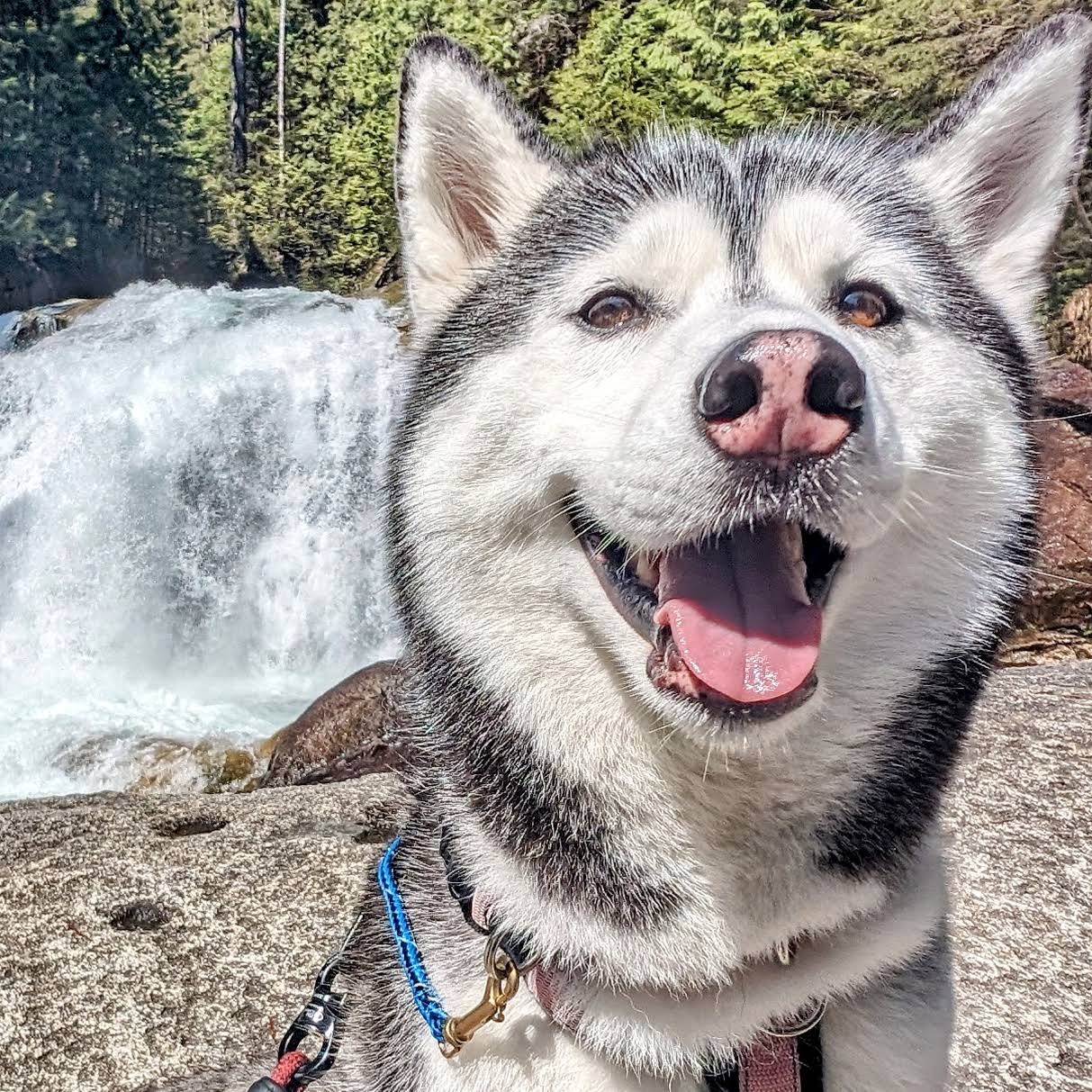 Post from Snow Dogs Vlogs