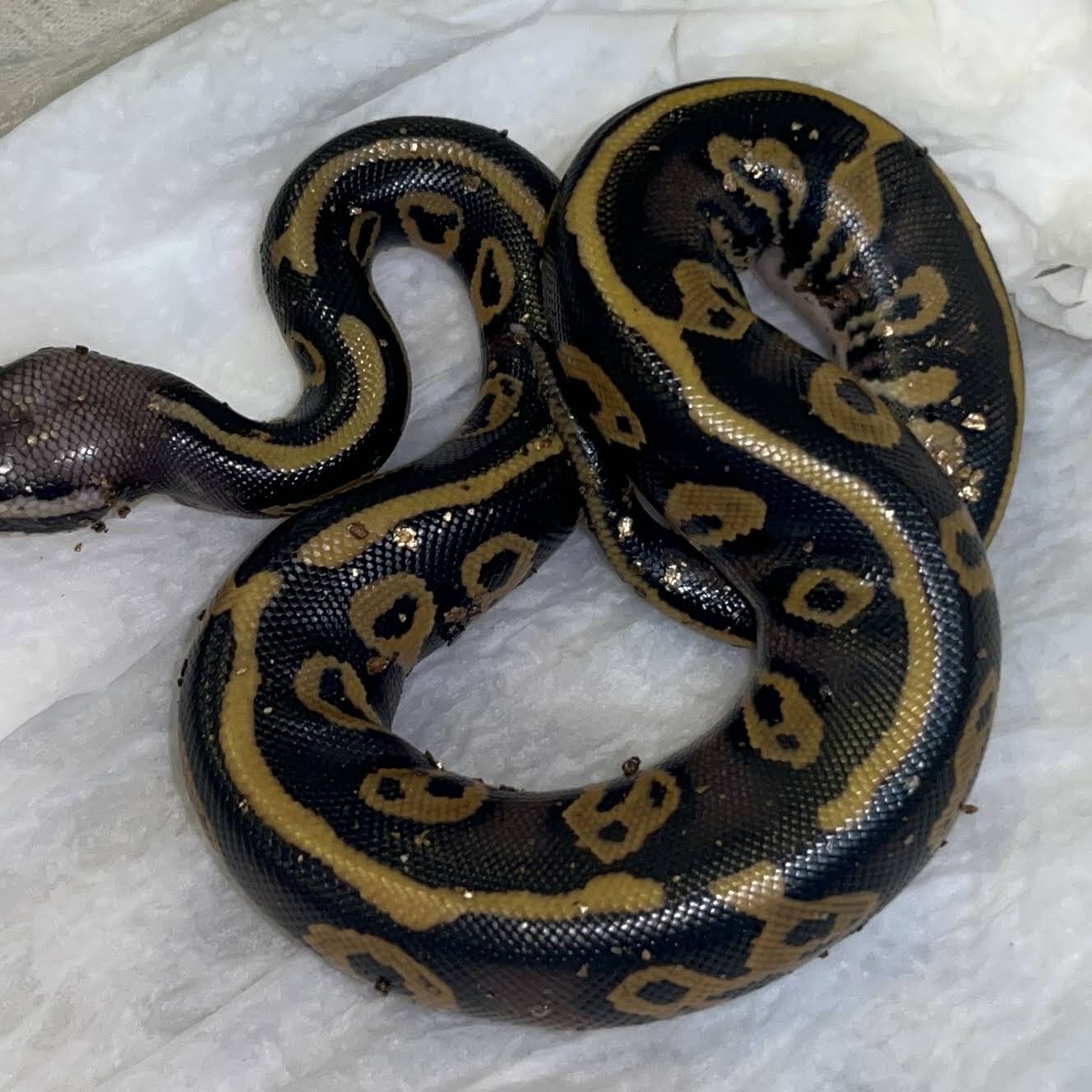 Post from Exotics Lair