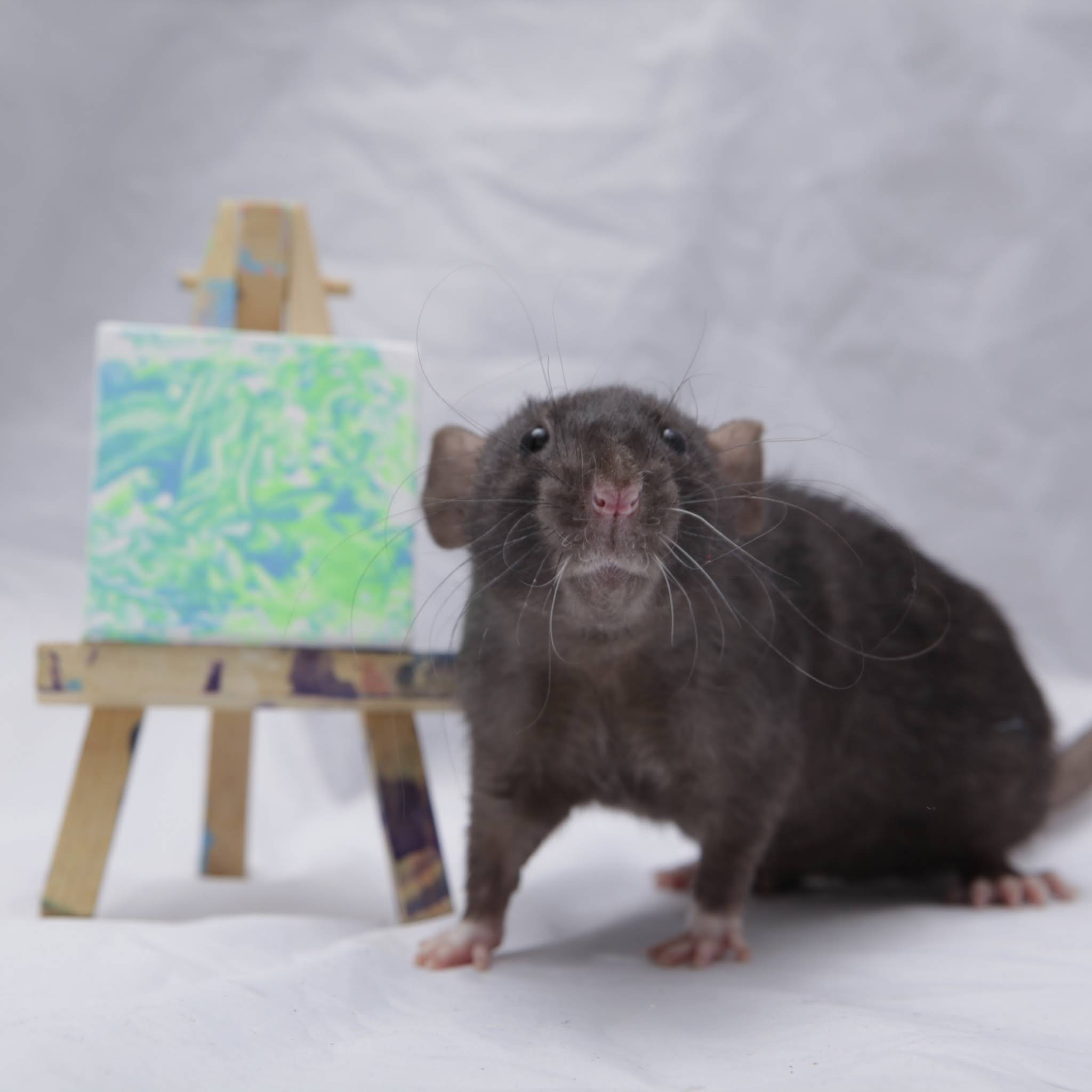 Post from Shadow The Rat