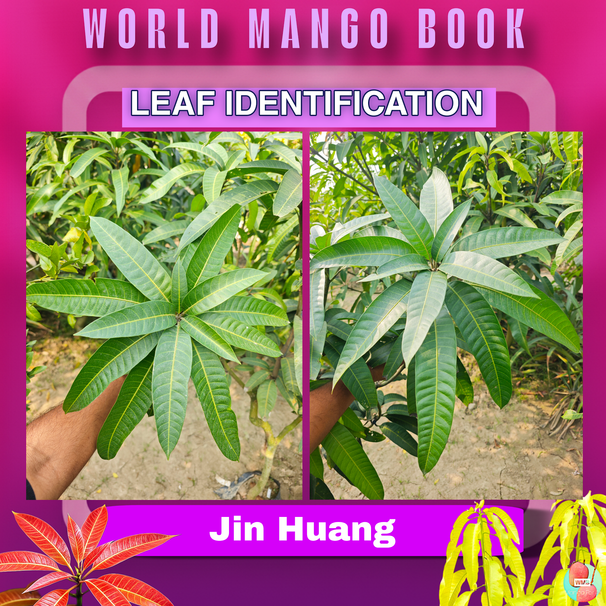 Post from World Mango Book