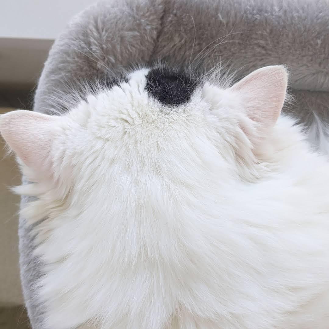 Post from Human Cat Tree