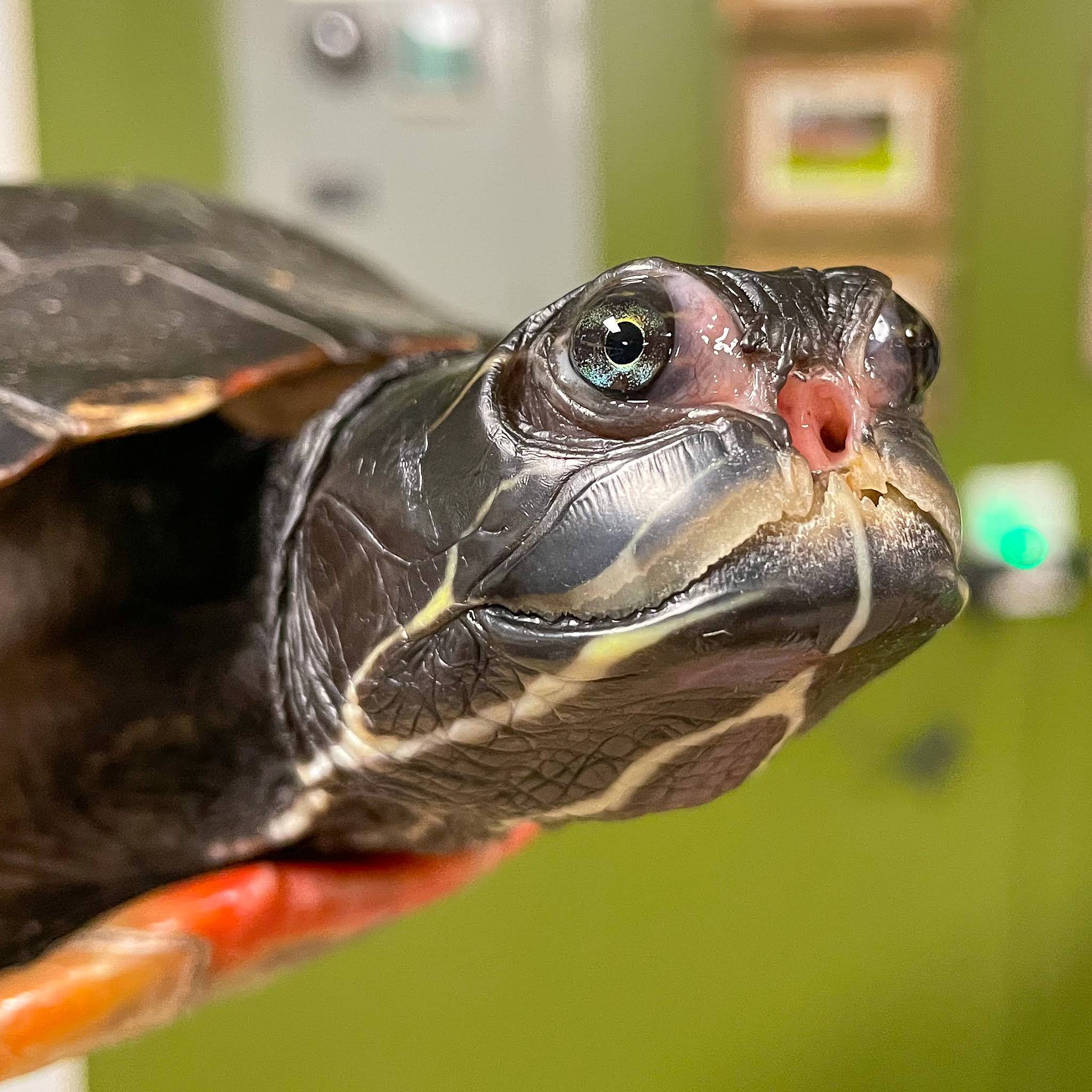 Post from Garden State Tortoise