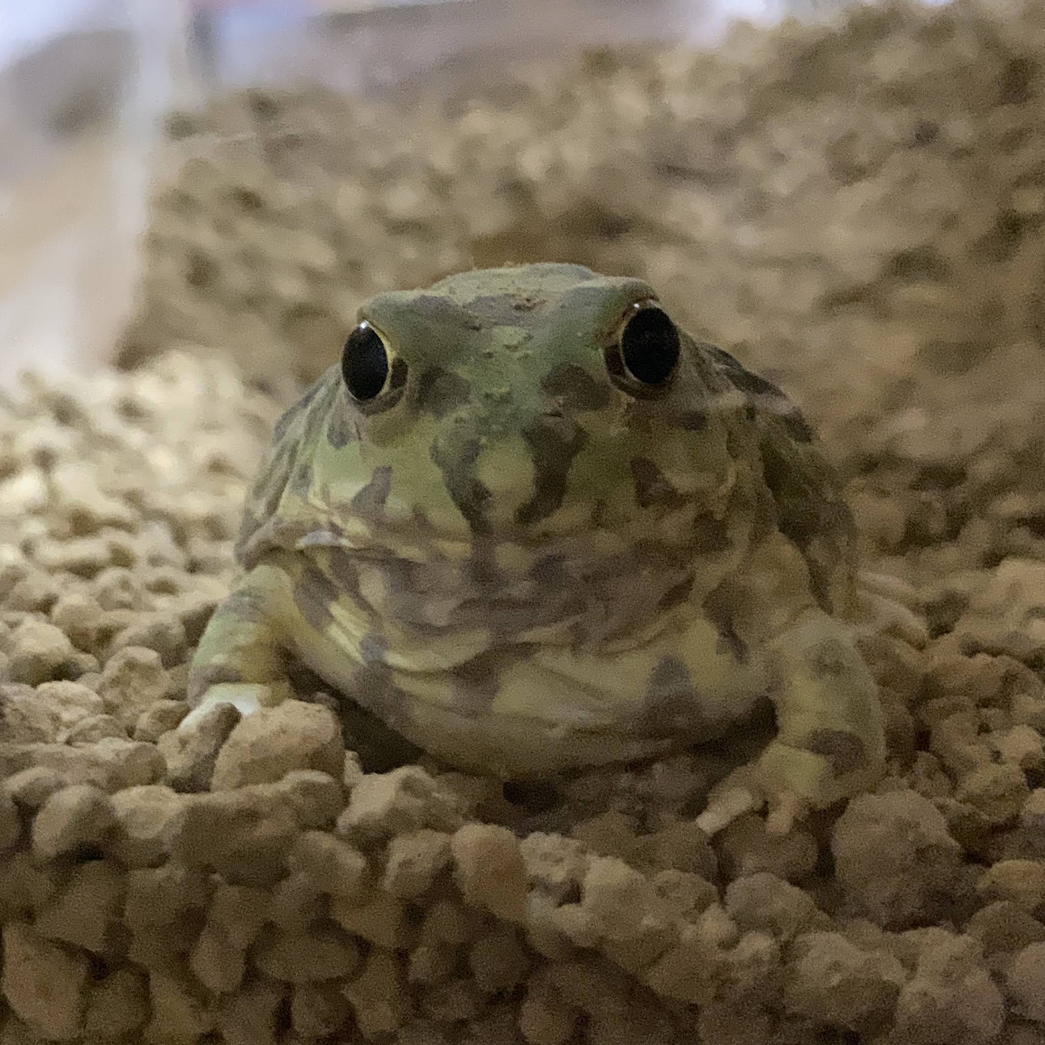 Post from Frog Pamper Moony Plus