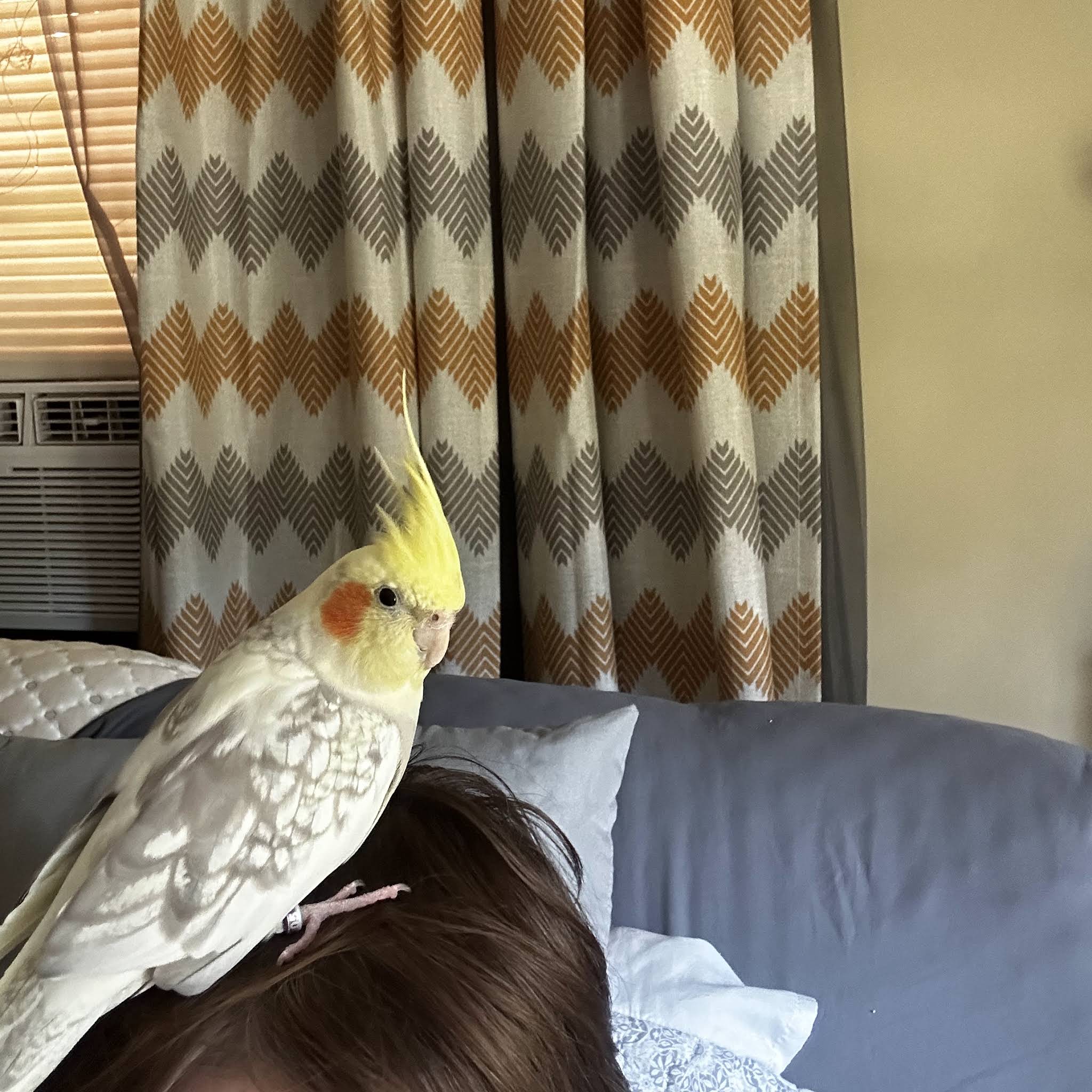 Post from Buster The Cockatoo