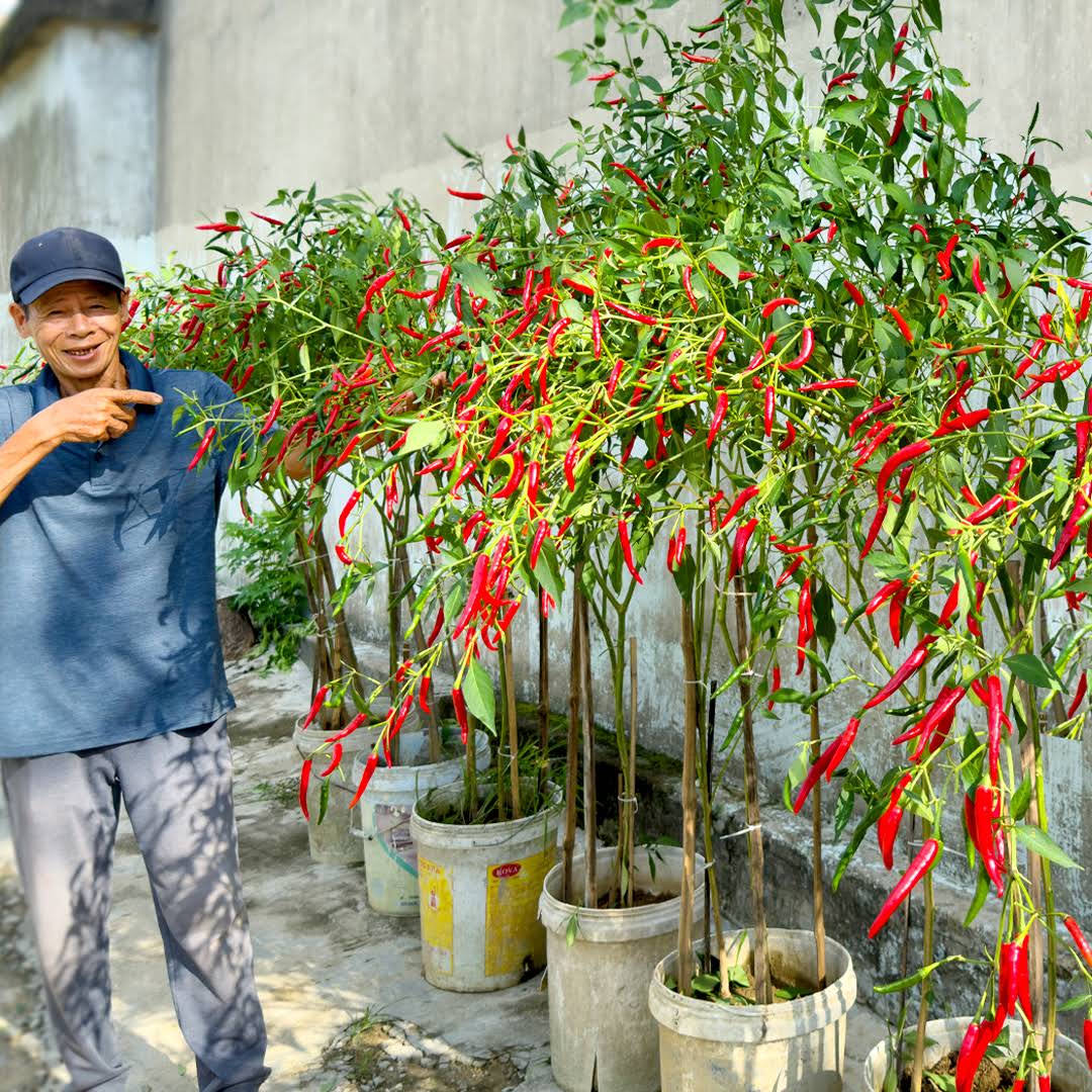 Post from TEO Garden