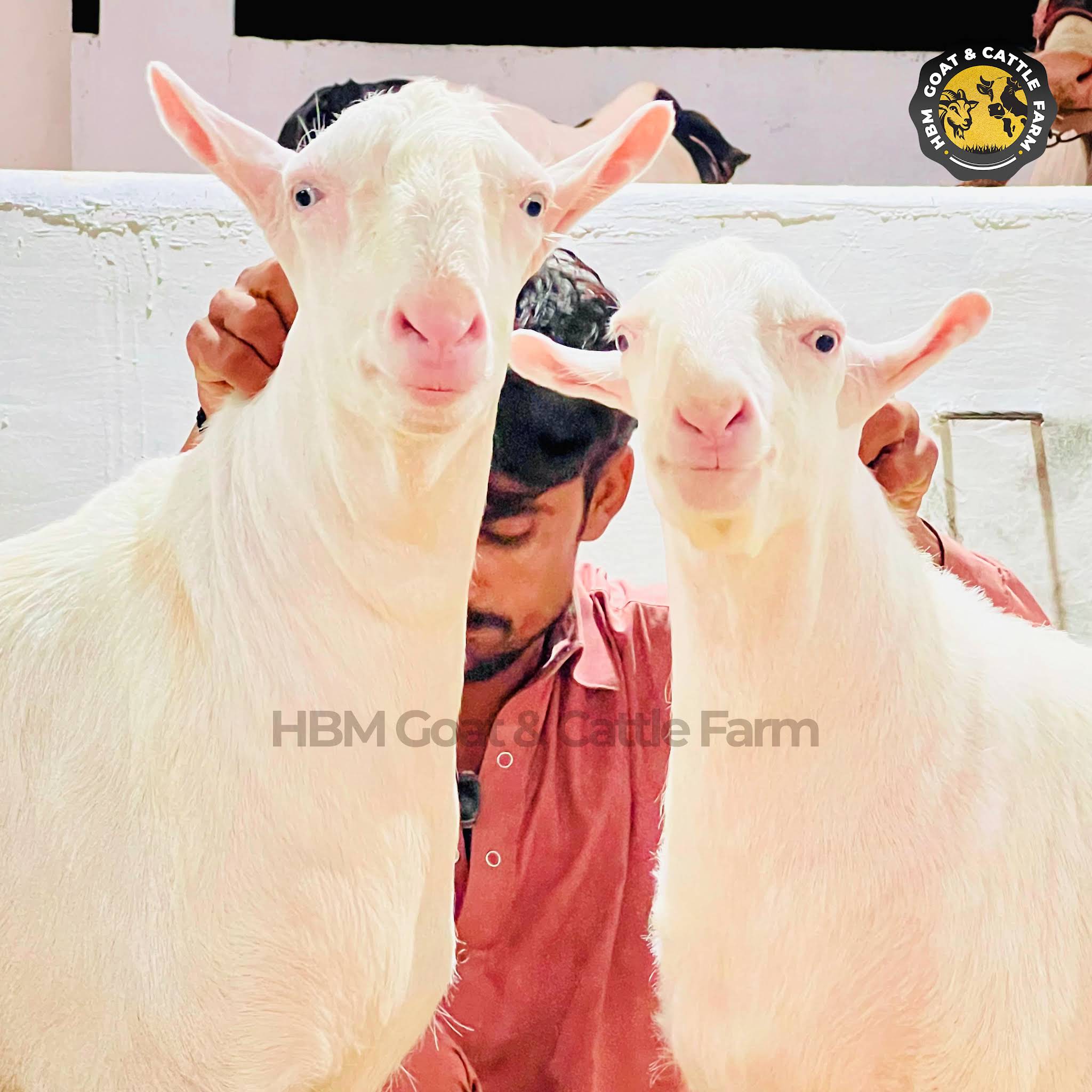 Post from HBM Goat & Cattle Farm
