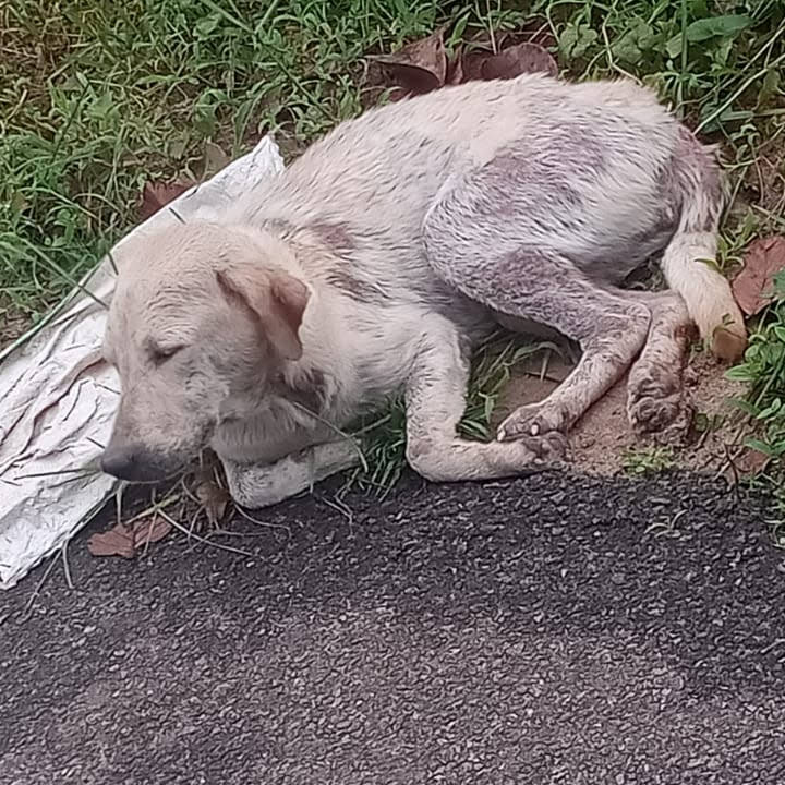 Post from Palakkadan changathi