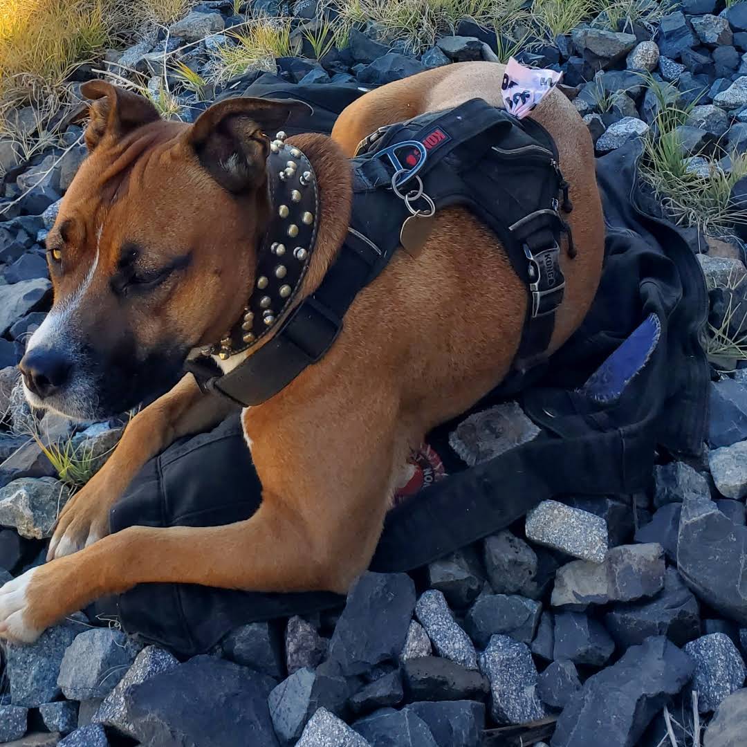 Post from Yard Buzzards