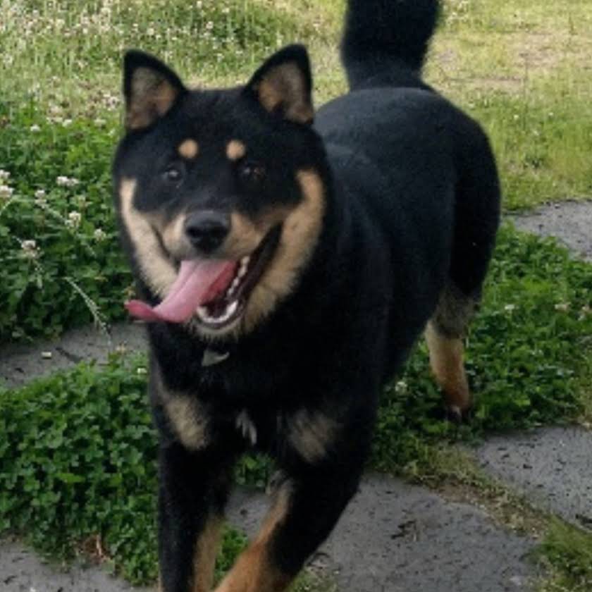 Post from Korea Native Jindo Dog Preservation Association